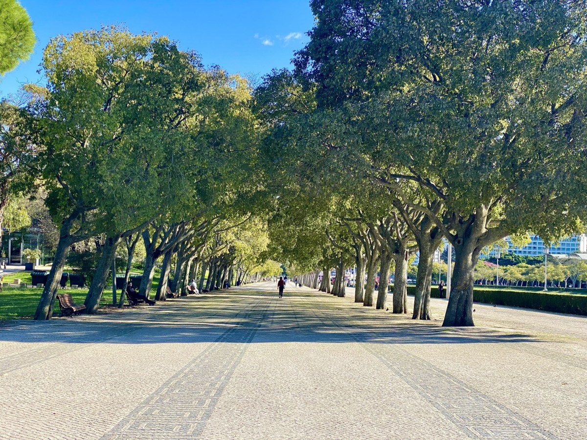 « The shade of the fine trees raise a kind of Awe in the mind » – The ...